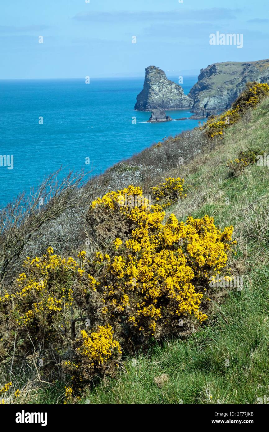 Bossiney hi-res stock photography and images - Alamy