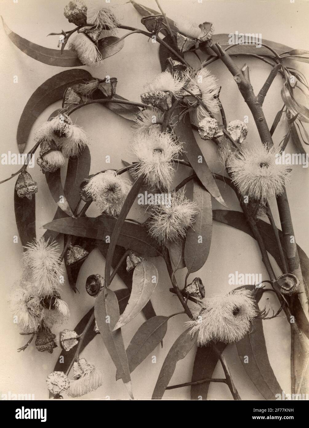 Eucalyptus species hi-res stock photography and images - Alamy