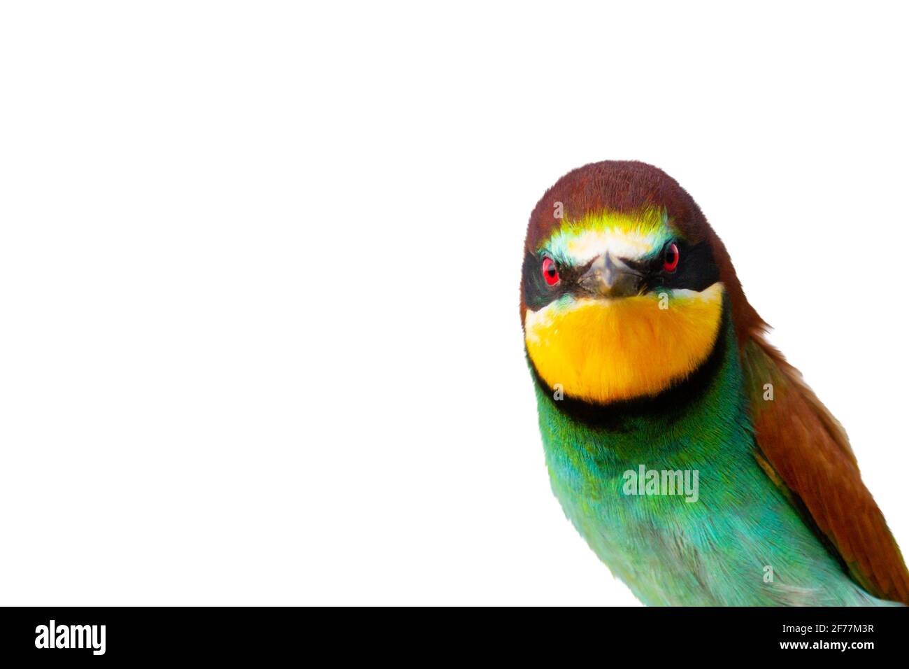 Angry Looking Bird High Resolution Stock Photography and Images - Alamy