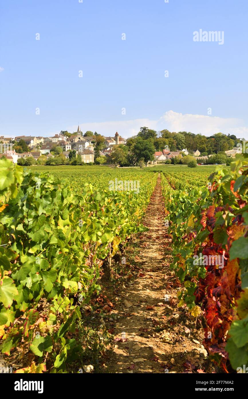 France, Cote d'Or, Monthelie, cultural Landscape of the climates of ...