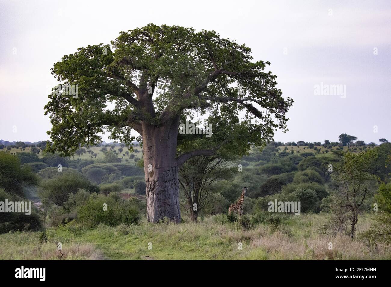 Baobab africa animal hi-res stock photography and images - Alamy