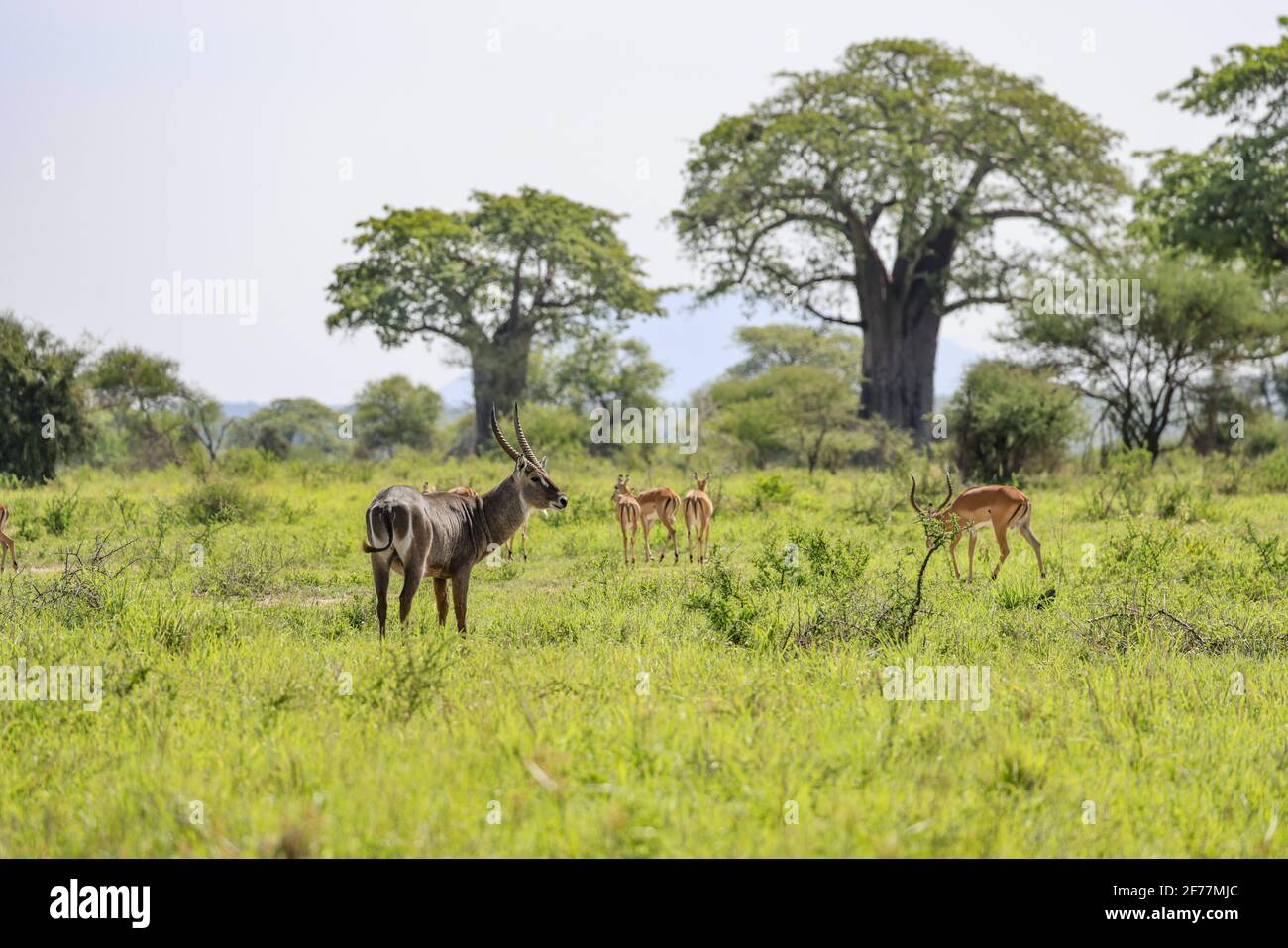 Tanzania, WMA (wildlife managment area) of Randilen, Monduli district ...
