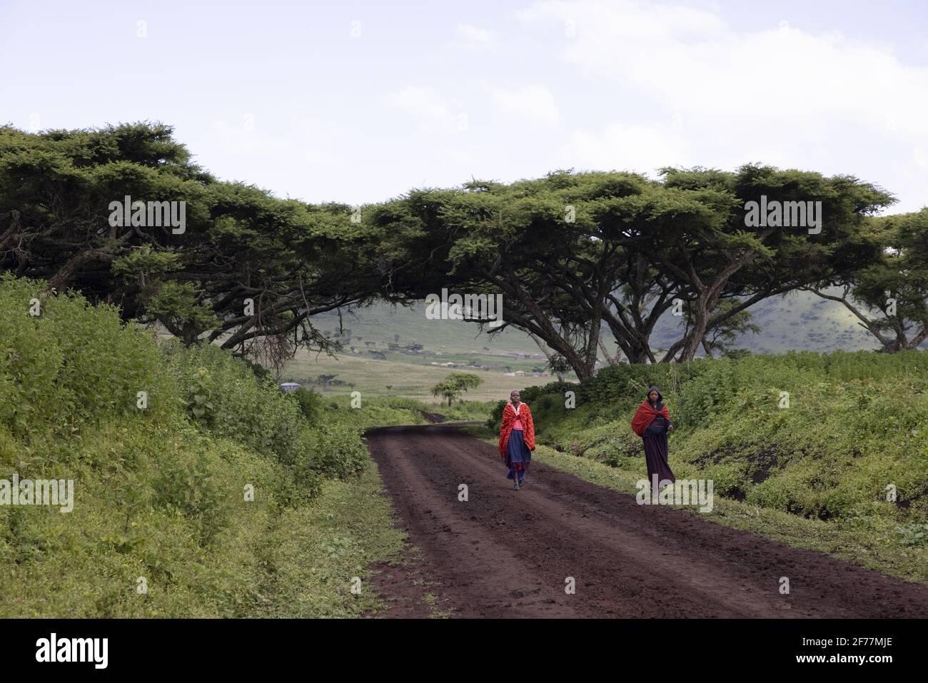 Indigenous forest hi-res stock photography and images - Alamy