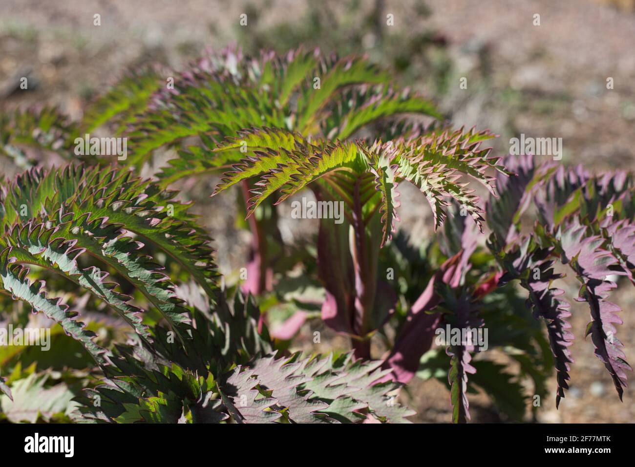 Purple Haze High Resolution Stock Photography and Images - Alamy