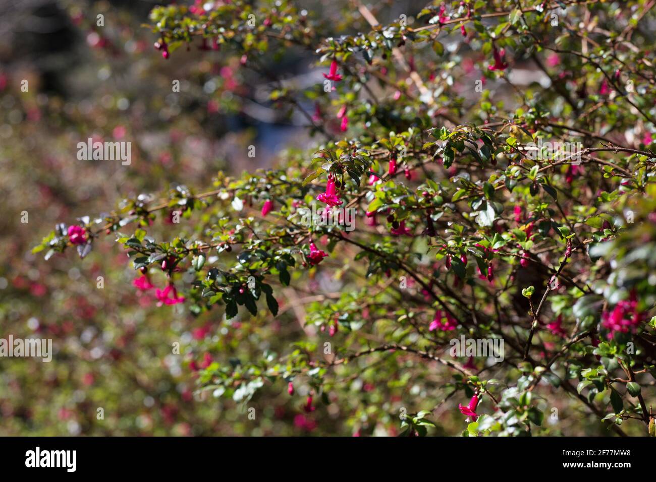 Small leaf hi-res stock photography and images - Alamy