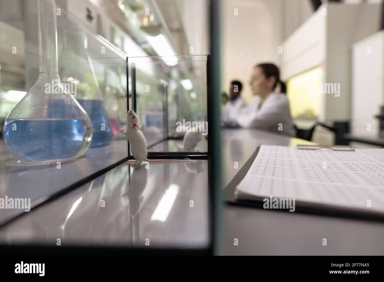 Scientist looking container in laboratory hi-res stock photography and ...