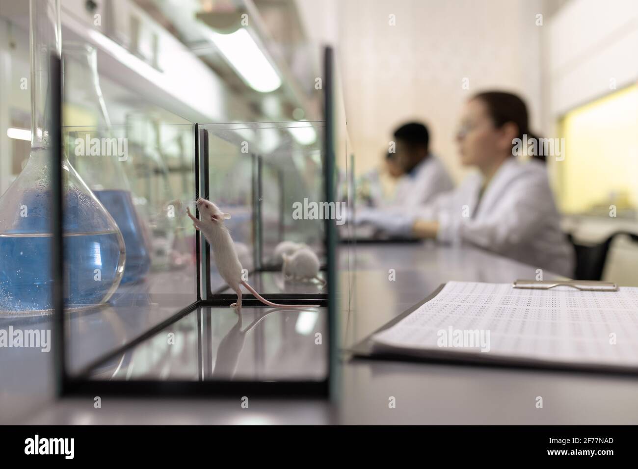 Little white mouse in glass box on the table preparing for scientific ...