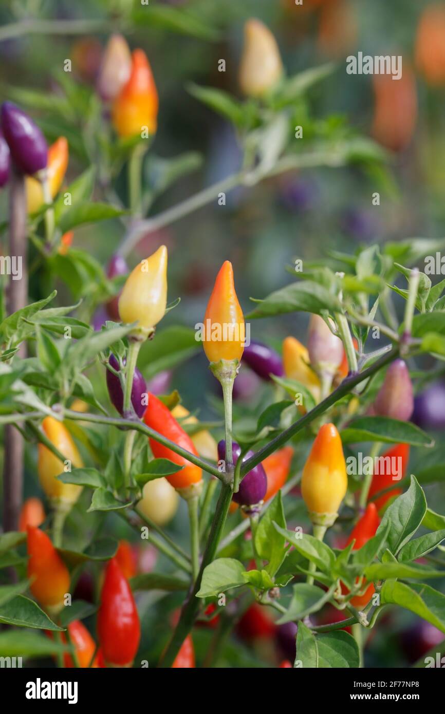 Capsicum annuum 'NuMex Twilight'. Chilli 'NuMex Twilight' fruit Stock ...