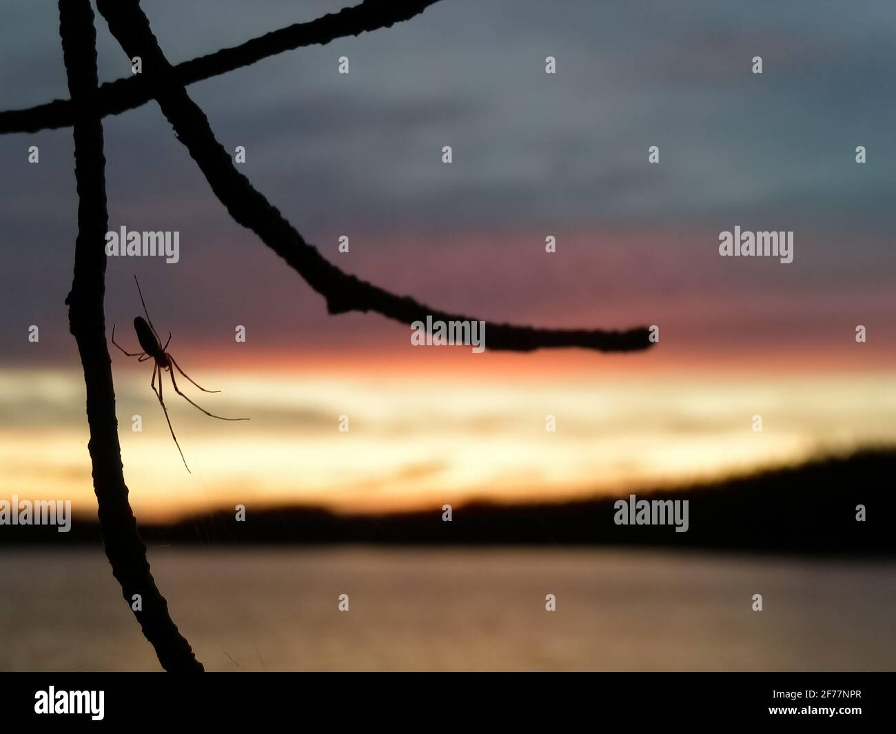 Animals in the sunset hi-res stock photography and images - Alamy