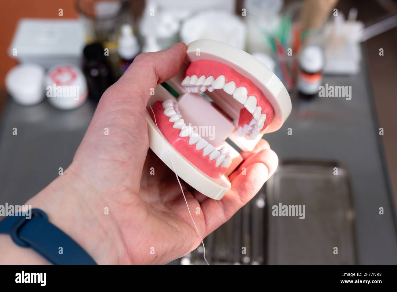 Mock up jaw with teeth holds in hand Stock Photo - Alamy