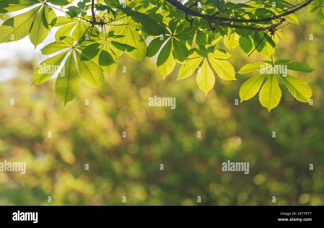 Blinking sun hi-res stock photography and images - Alamy