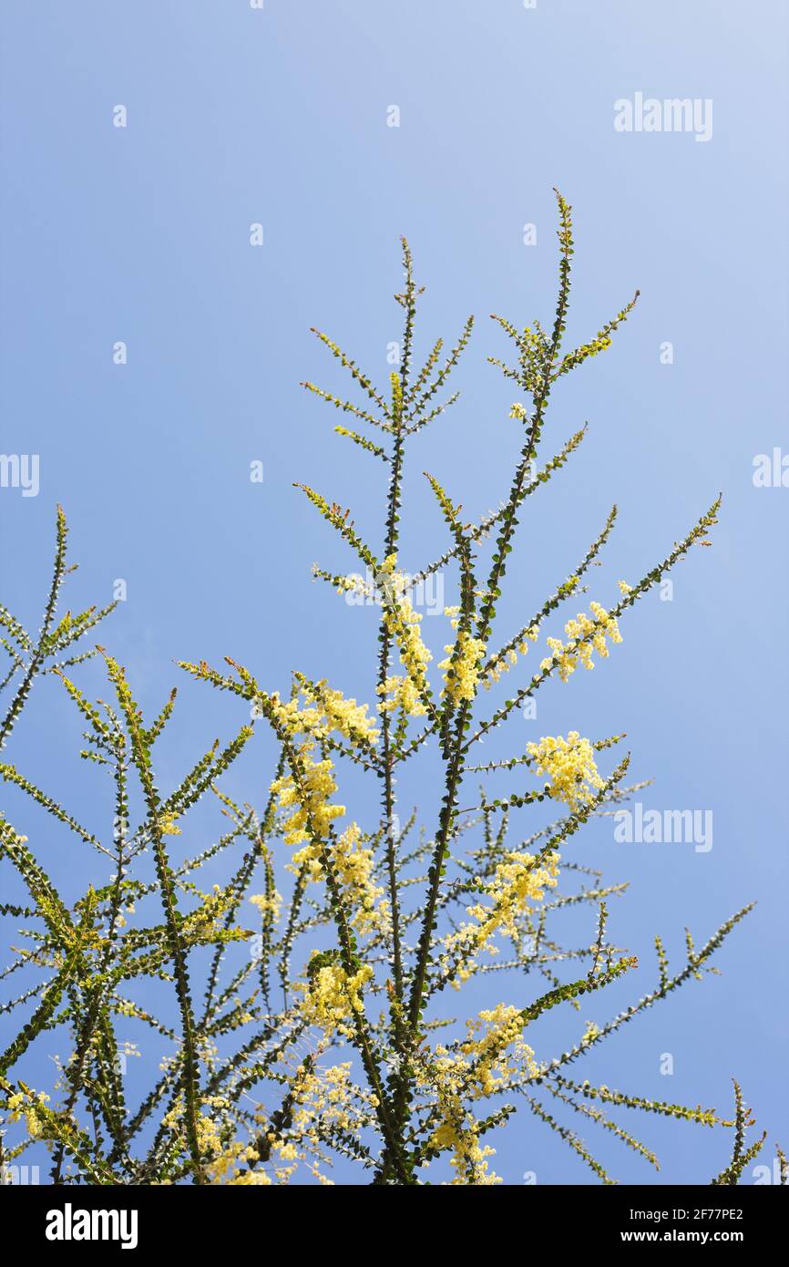 Blooming acacia tree in spring Stock Photo - Alamy