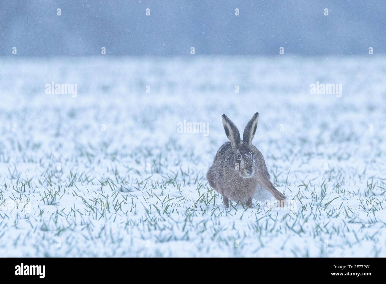 European hare (Lepus europaeus Stock Photo - Alamy