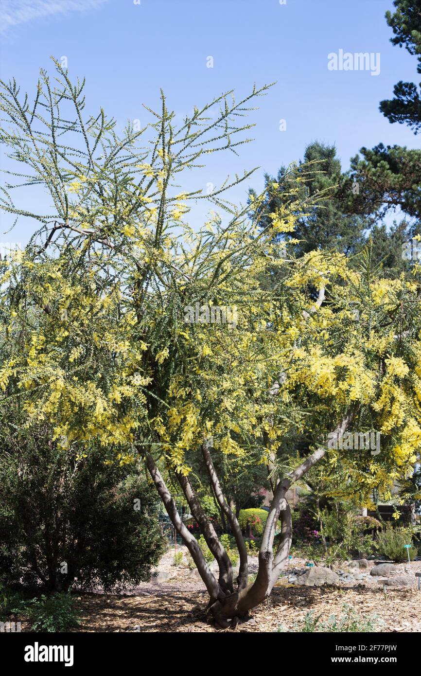 Blooming acacia tree in spring Stock Photo - Alamy