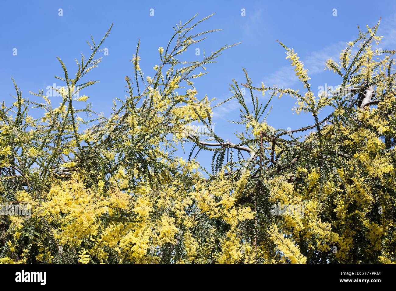 Blooming acacia tree in spring Stock Photo - Alamy