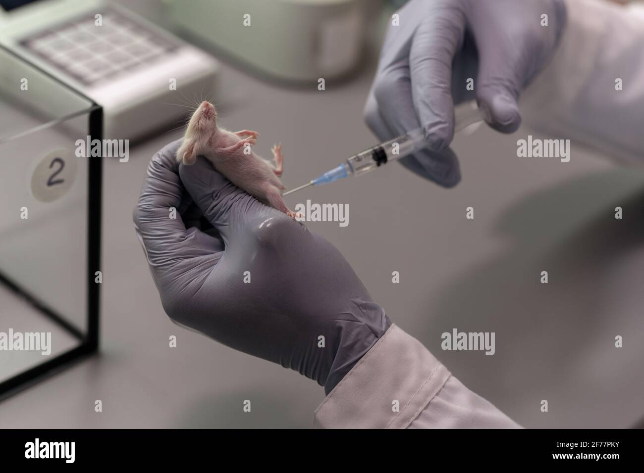 Lab mouse injection hi-res stock photography and images - Alamy