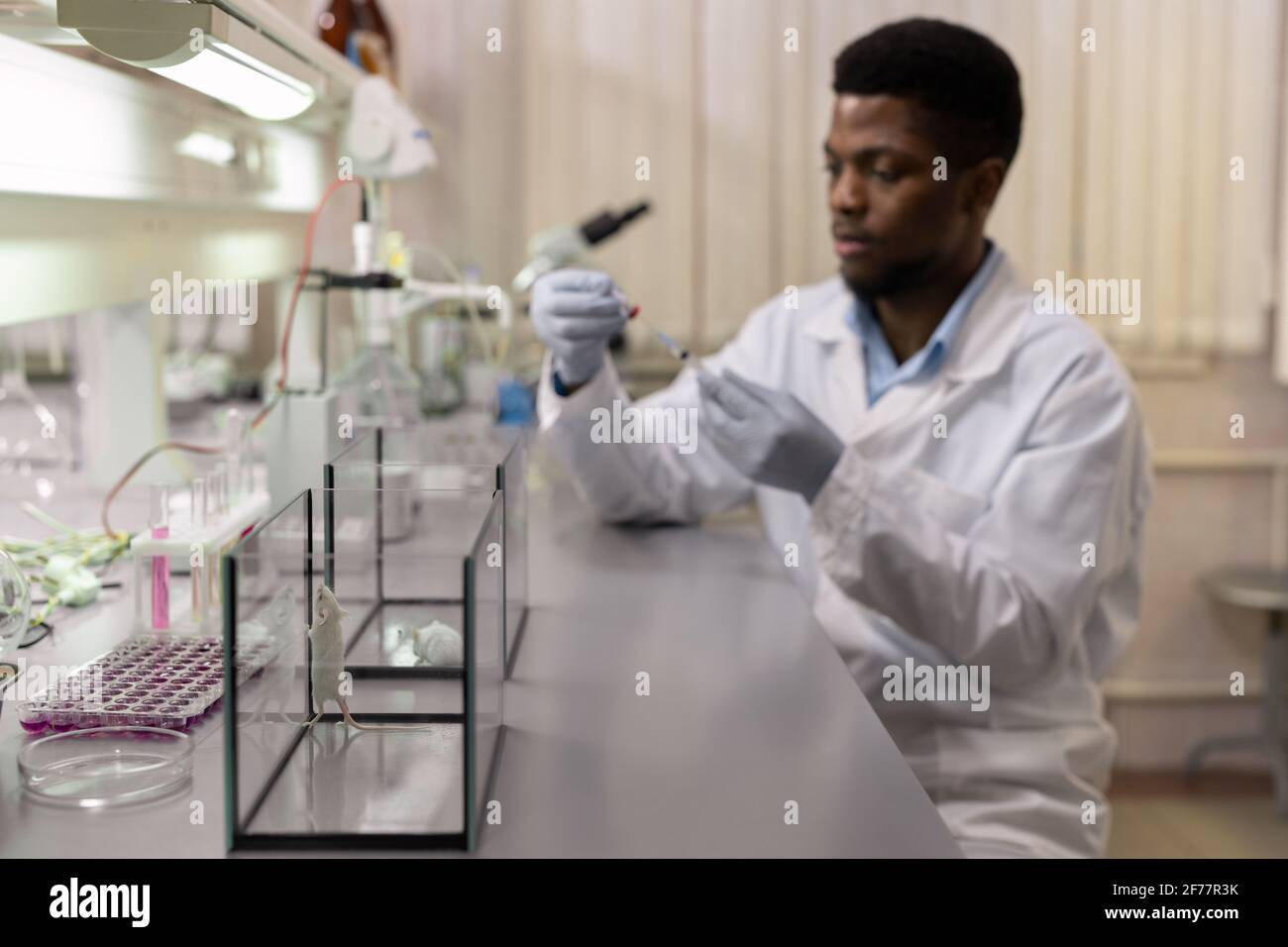 Image of experimental little mouse in glass container with scientist ...