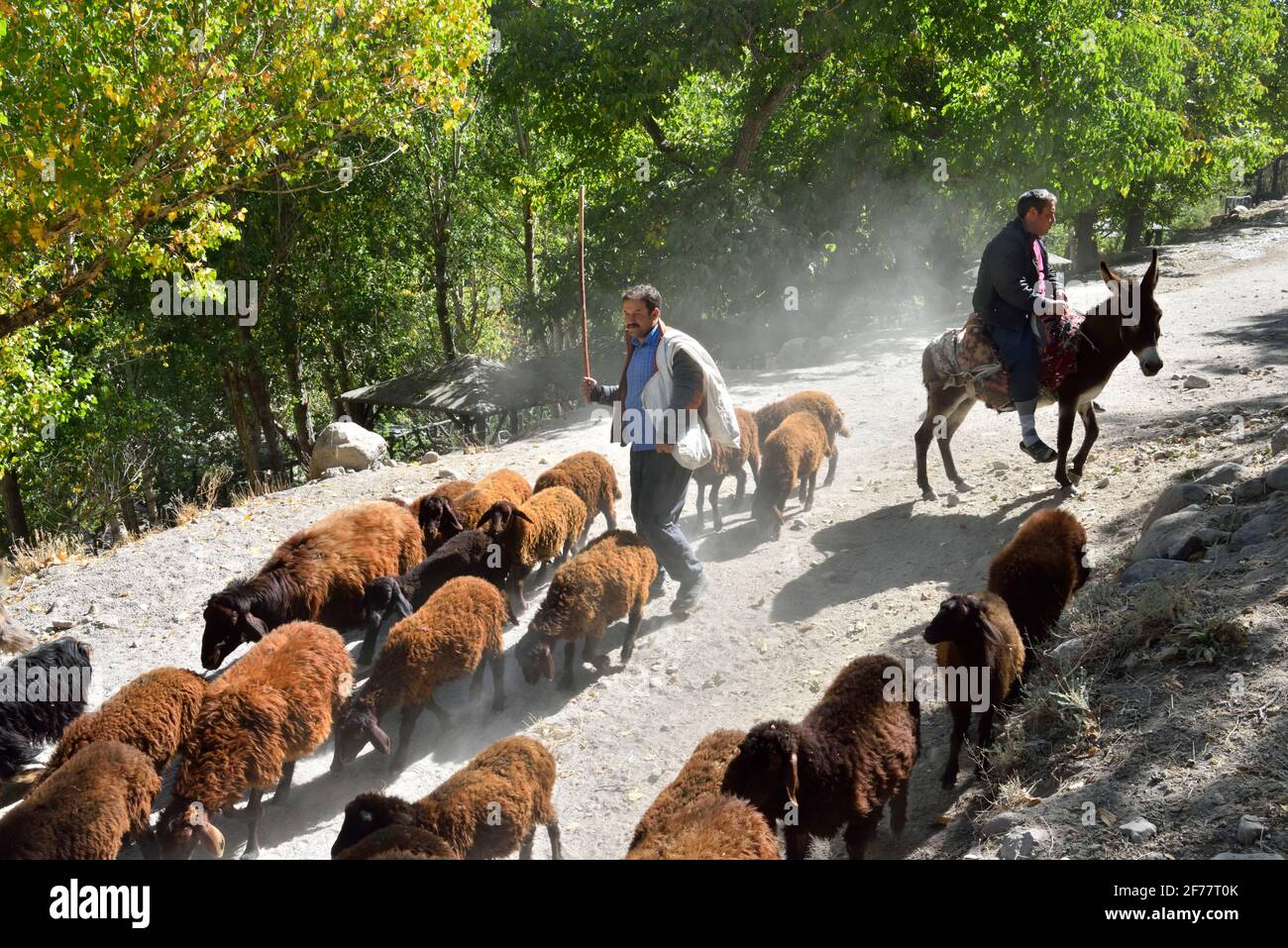 Middle east and shepherd hi-res stock photography and images - Alamy