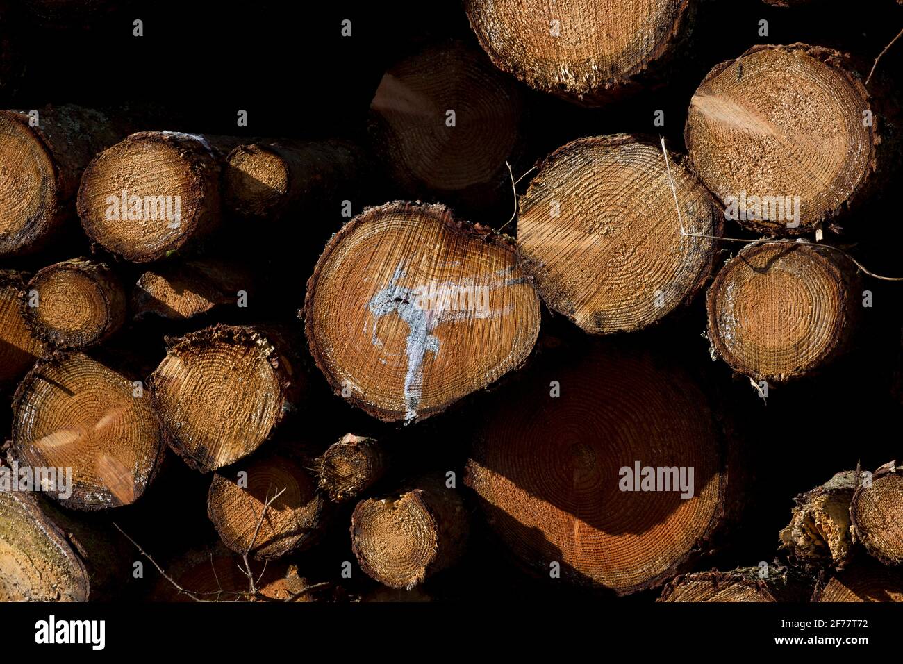 Tree logs at a sawmill near a nature forest trail by Ystwyth river in ...
