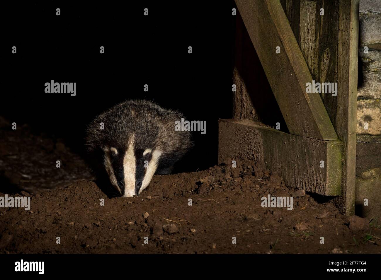 European badger in doorway of disused barn Stock Photo - Alamy
