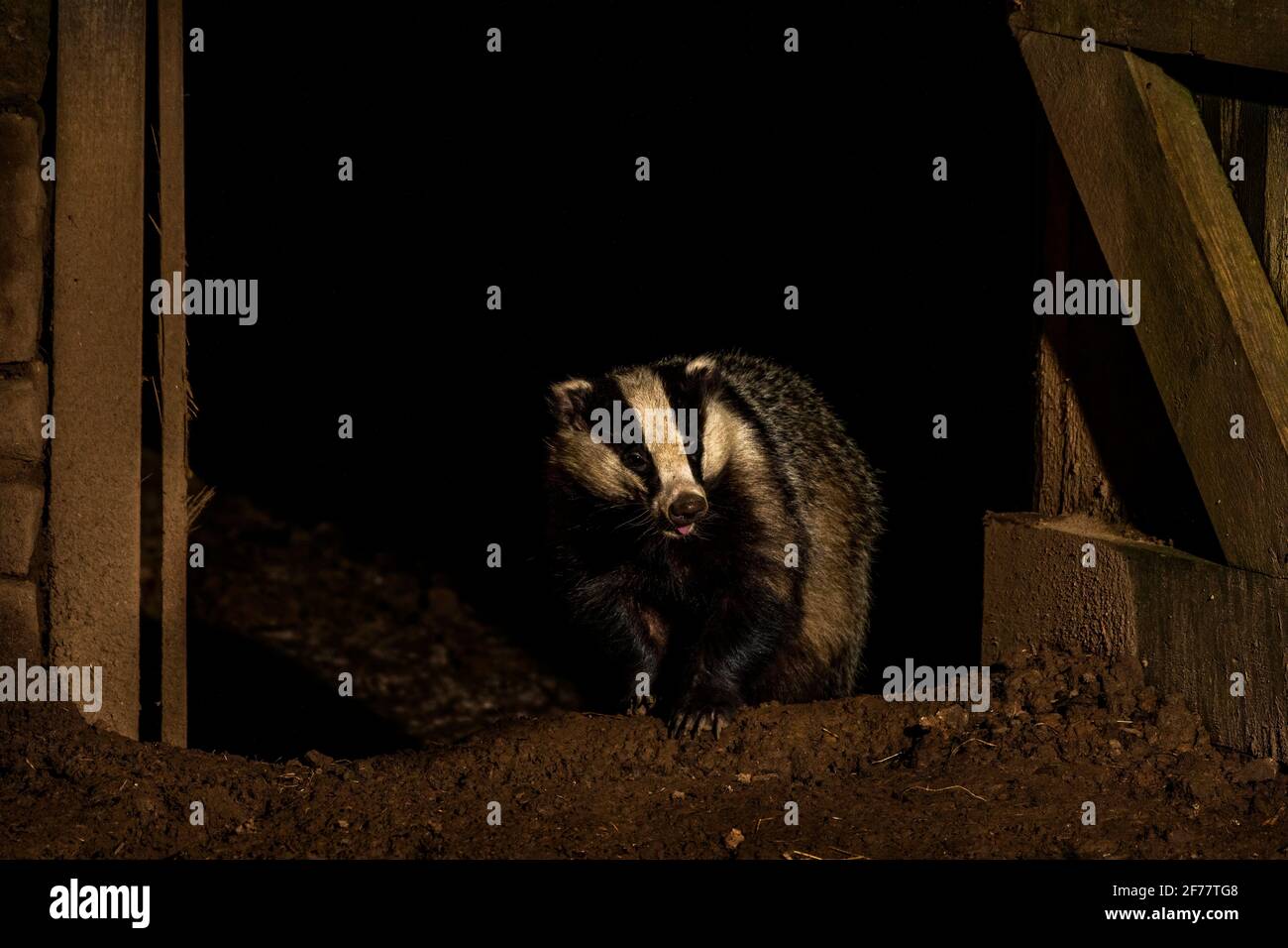 European badger in doorway of disused barn Stock Photo - Alamy