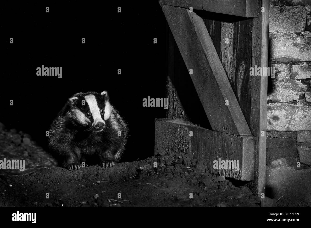 European badger in doorway of disused barn Stock Photo - Alamy