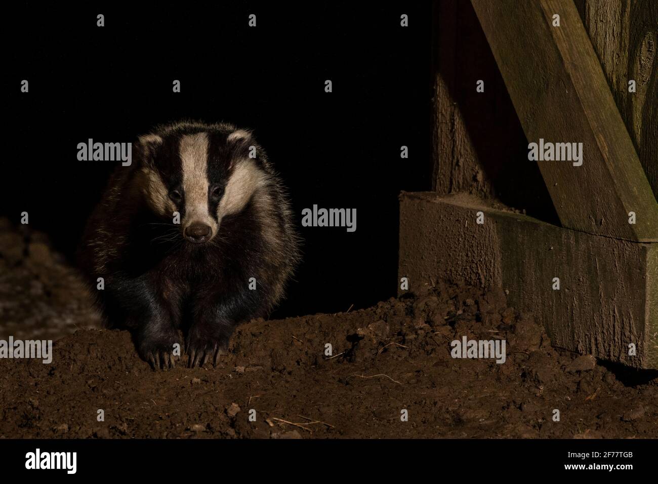 European badger in doorway of disused barn Stock Photo - Alamy