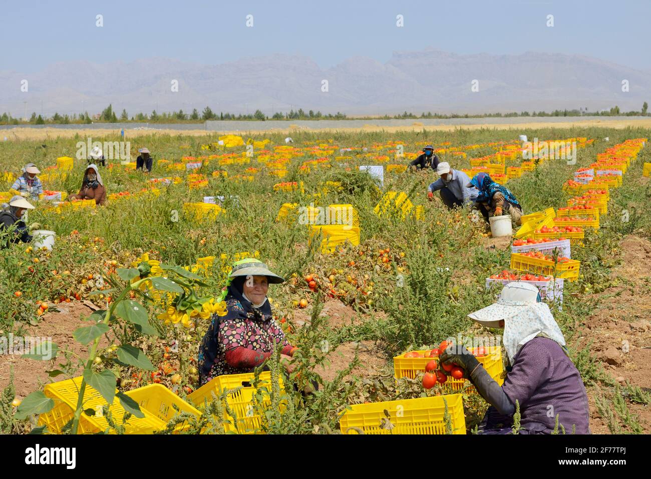 Iran, Fars province, Korehi region, Tomato harvest Stock Photo - Alamy