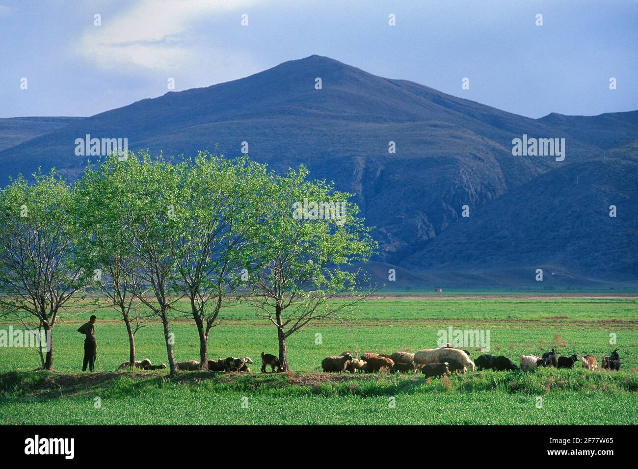 Fars region hi-res stock photography and images - Alamy