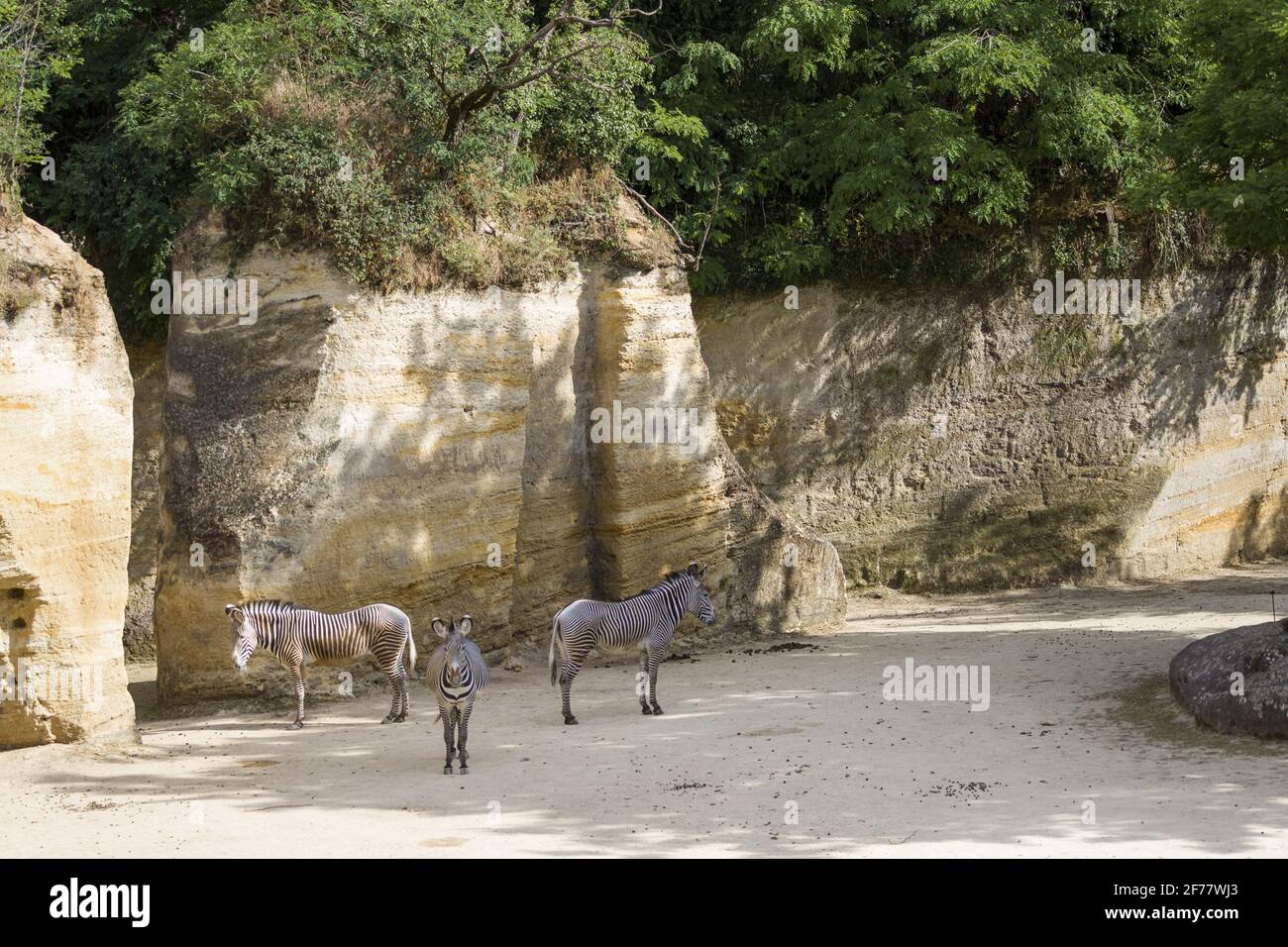 Maine zoo zebra hi-res stock photography and images - Alamy