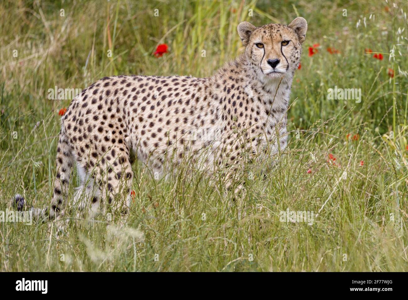 Bioparc de doue la fontaine hi-res stock photography and images - Alamy