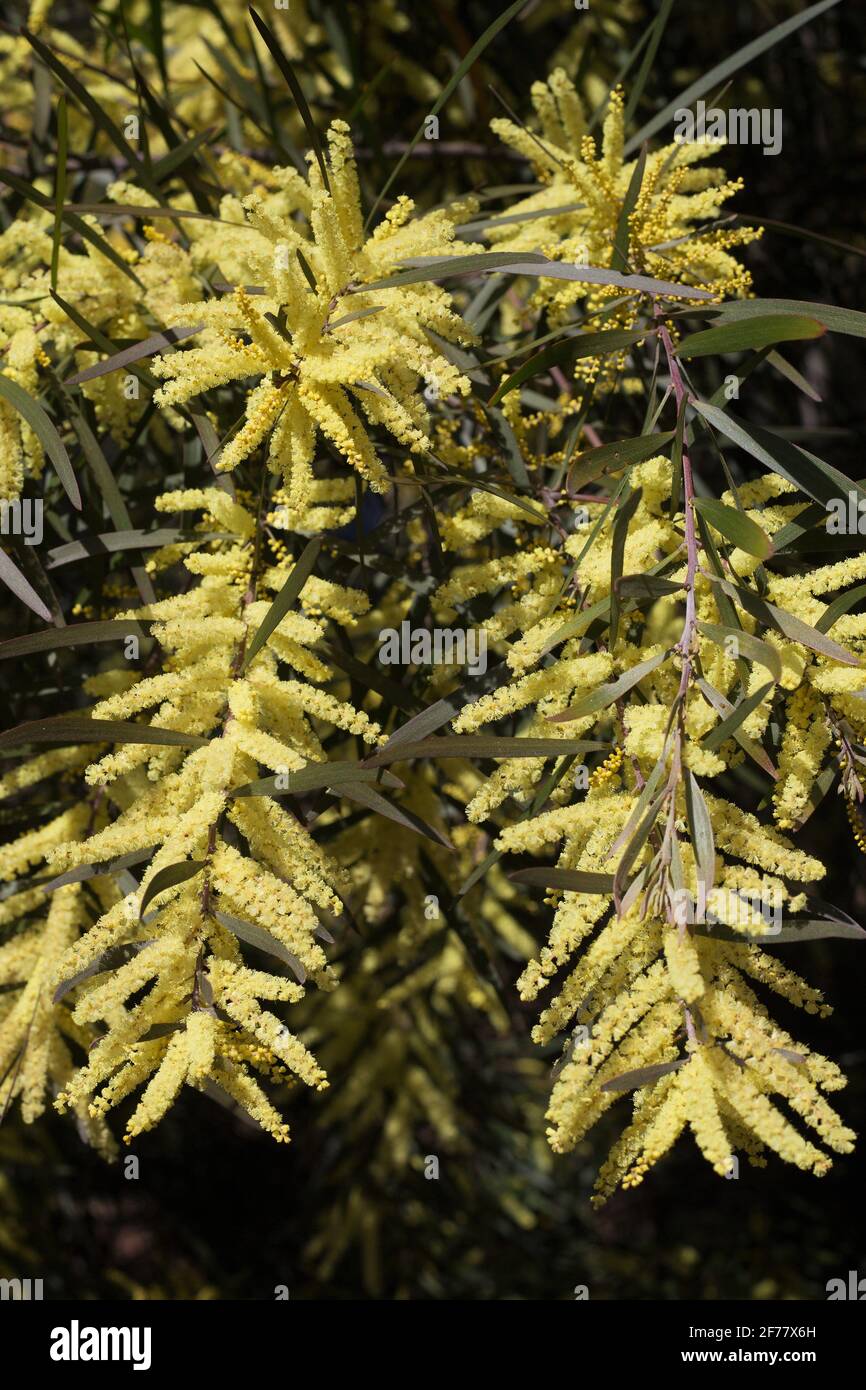 Sallow Tree High Resolution Stock Photography and Images - Alamy