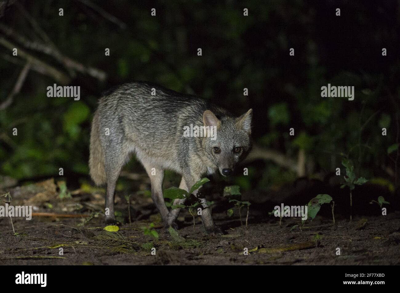Brazil, Mato Grosso do Sul, Pantanal, Crab-eating fox (Cerdocyon thous ...