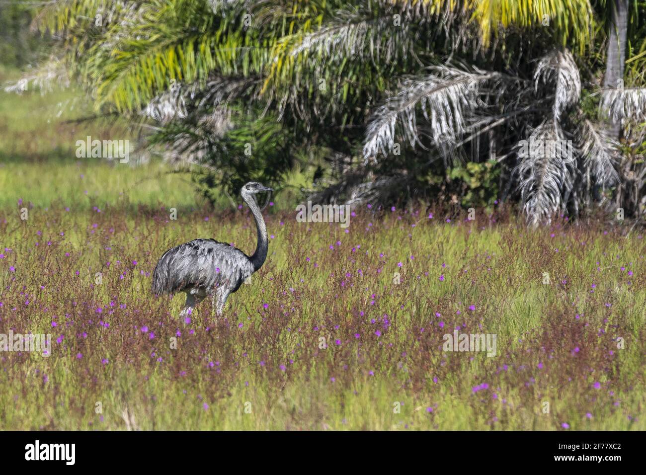 Brazil, Mato Grosso do Sul, Pantanal, Greater rhea (Rhea americana ...