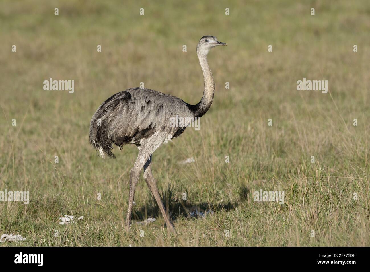 Brazil, Mato Grosso do Sul, Pantanal, Greater rhea (Rhea americana Stock Photo - Alamy