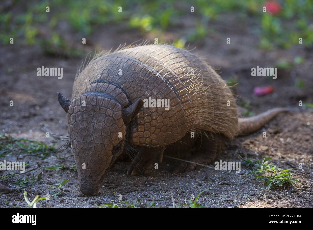 Brazil, Mato Grosso do Sul, Pantanal, Six-banded Armadillo (Euphractus ...