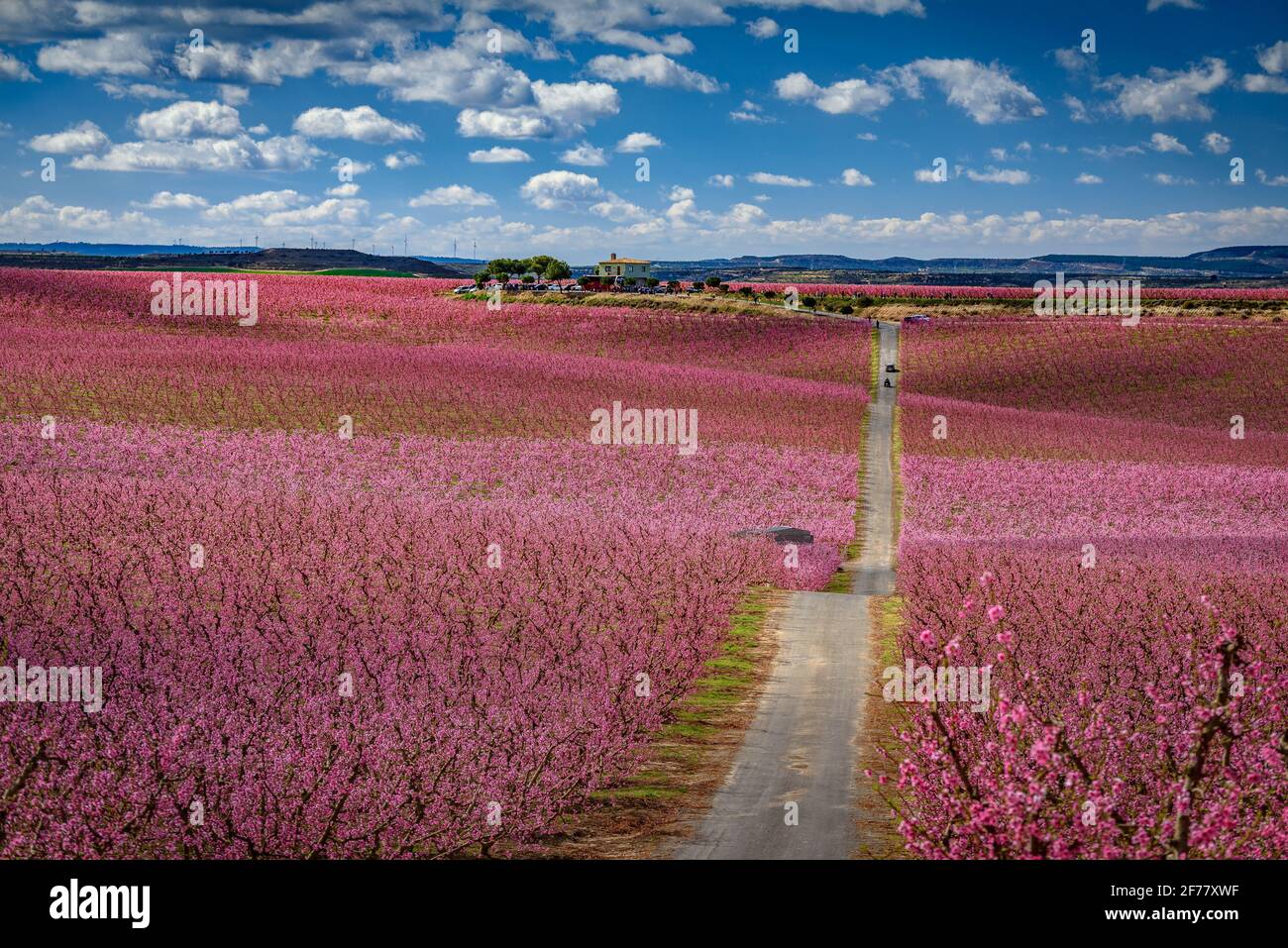 Photogenic road between flowering fruit trees fields (peach trees) near ...