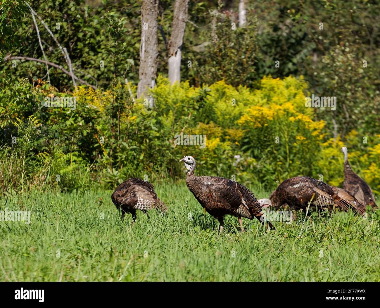 Turkeys Field High Resolution Stock Photography and Images - Alamy