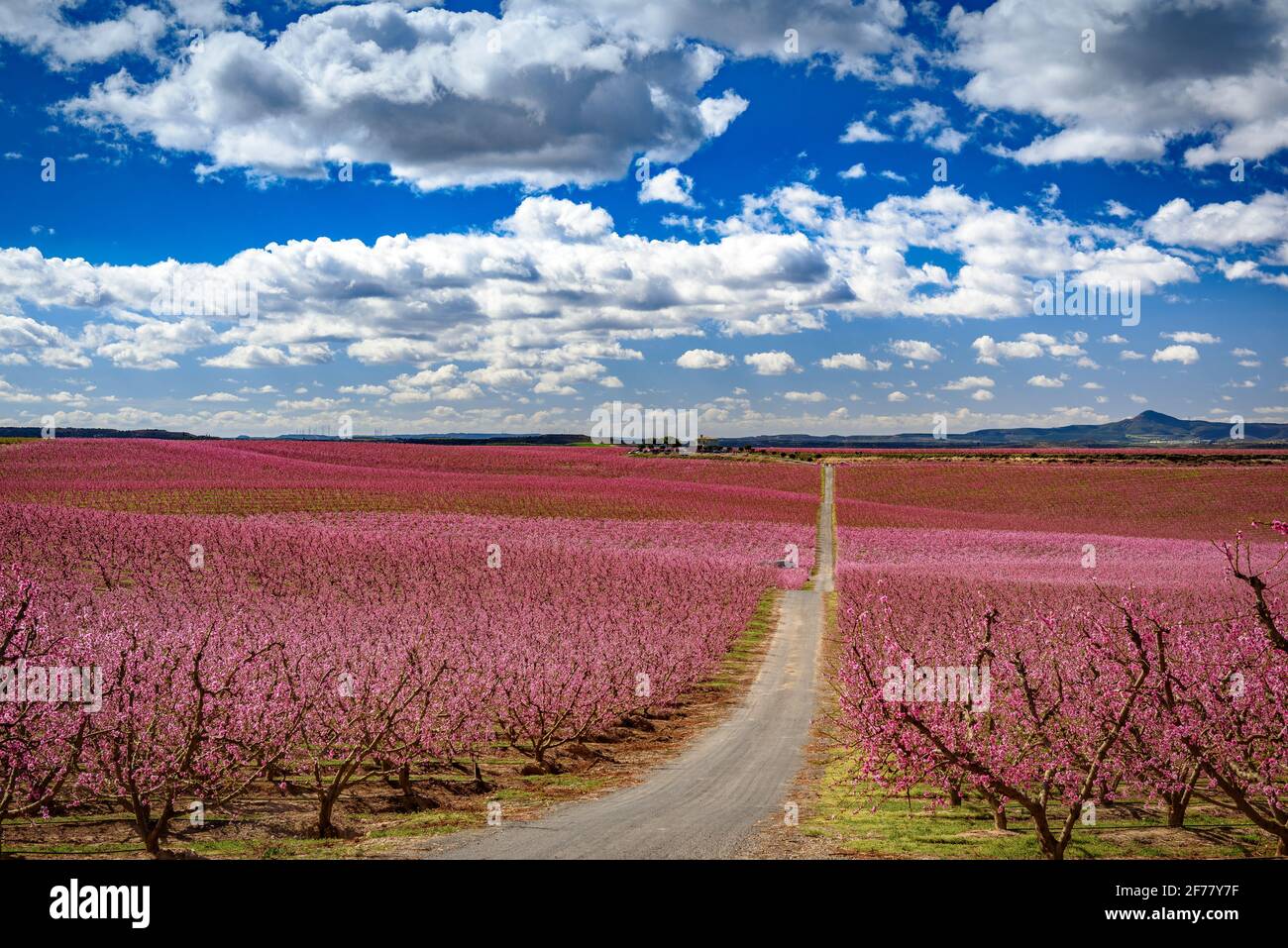 Photogenic road between flowering fruit trees fields (peach trees) near ...