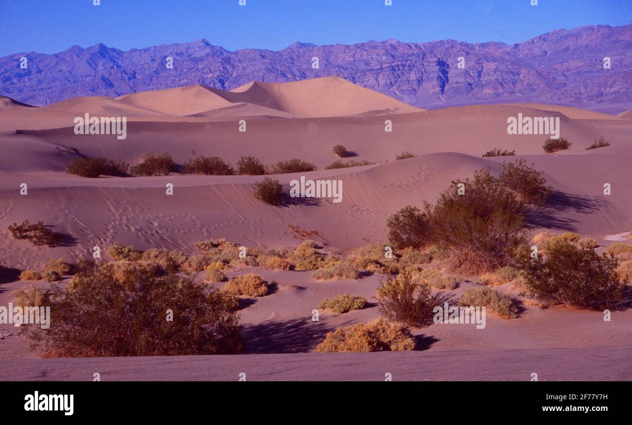 Nabq nature reserve hi-res stock photography and images - Alamy