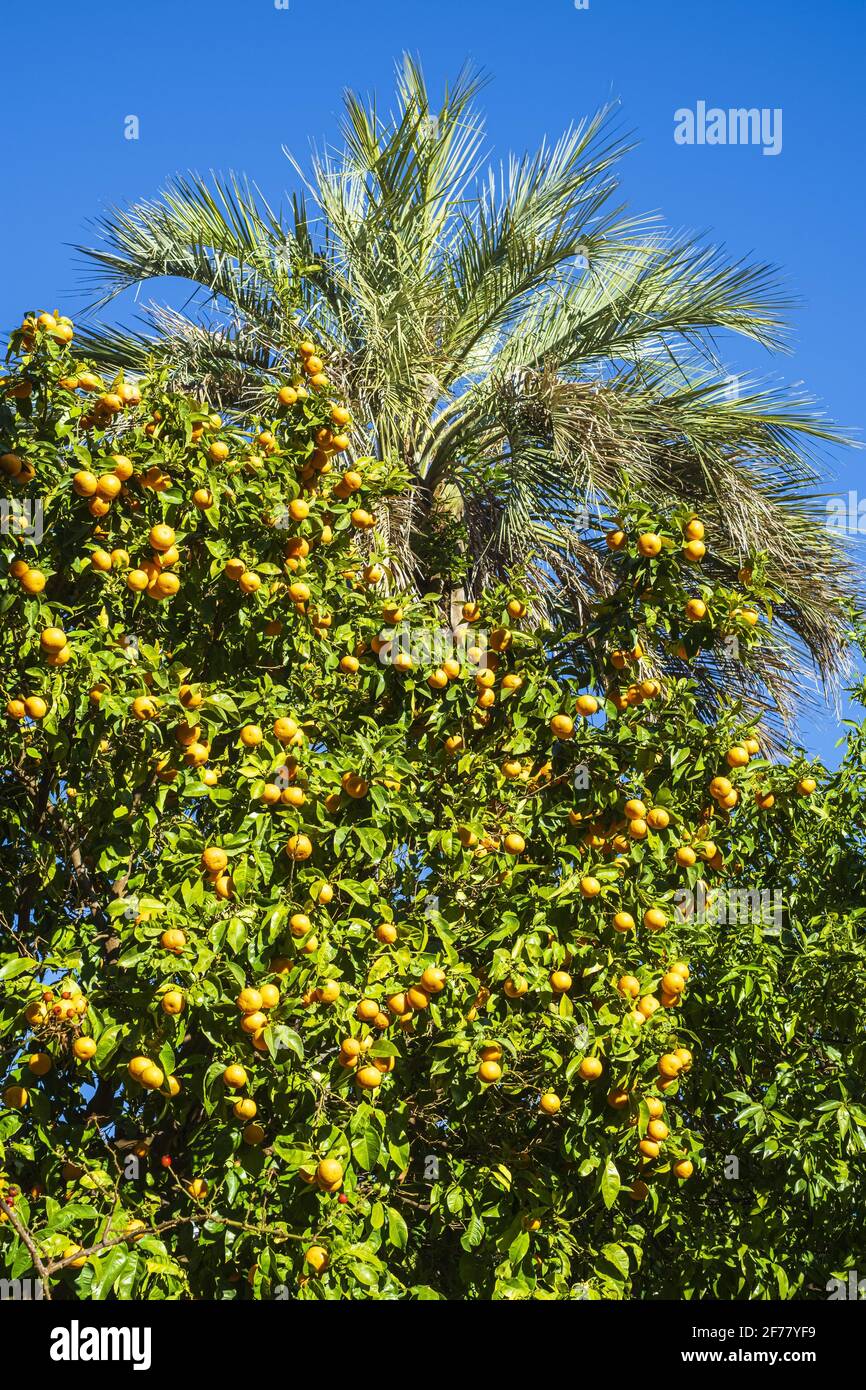 Mimosas tree hi-res stock photography and images - Alamy