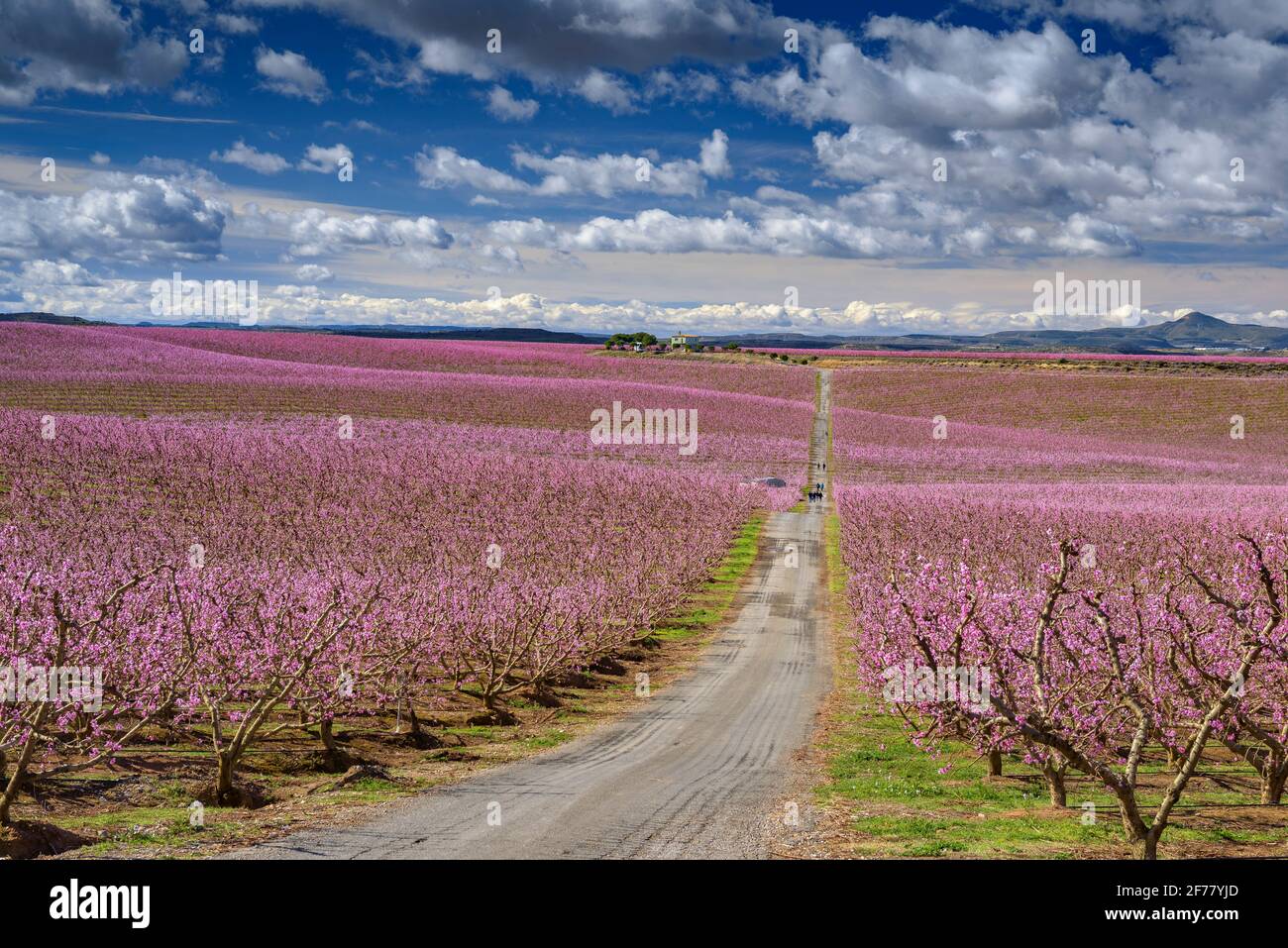 Film flower hi-res stock photography and images - Alamy