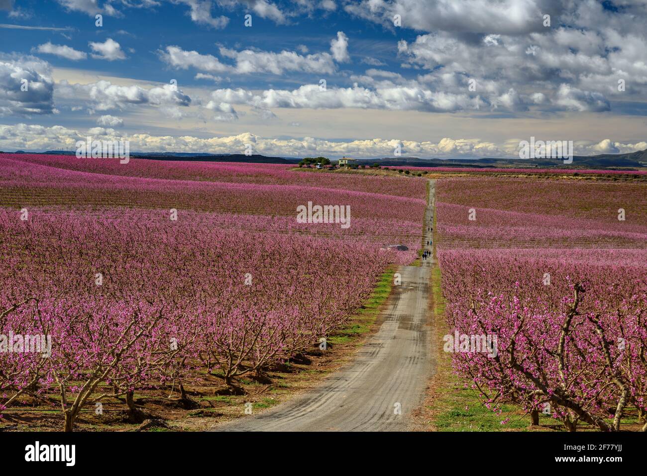 Huerto de árboles frutales hi-res stock photography and images - Alamy