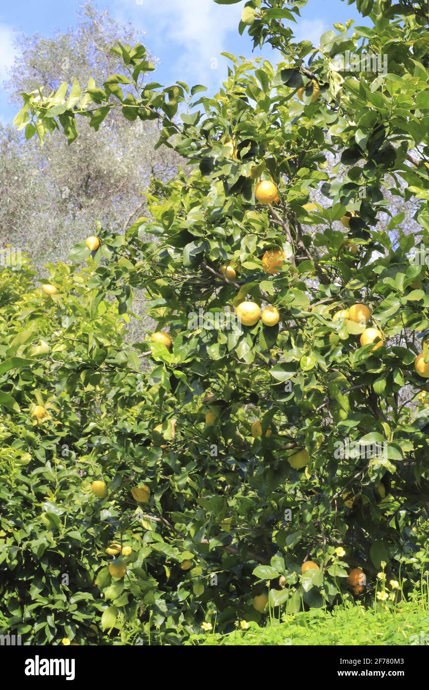 Menton lemon trees hi-res stock photography and images - Alamy