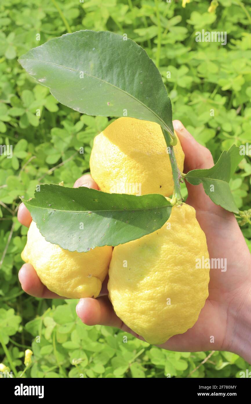 France, Alpes Maritimes, Menton, lemons from Menton bios IGP Stock ...