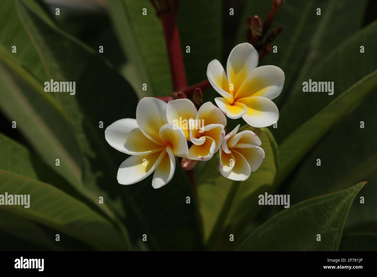 Yellow flowers cyprus hi-res stock photography and images - Alamy