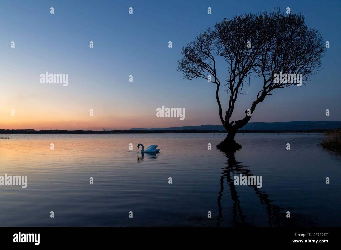 A swan at the tree in Kenfig pool nature reserve near Porthcawl, South ...