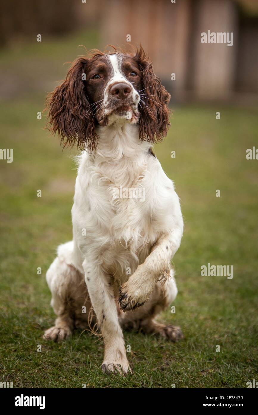 English springer spaniel sitting Stock Photo - Alamy