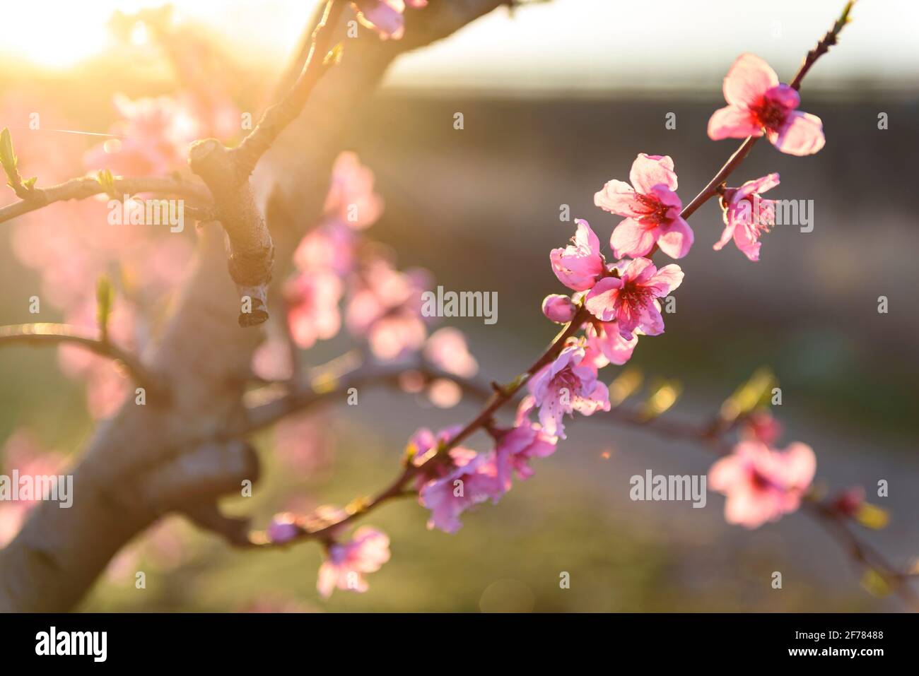 Lleida provincia hi-res stock photography and images - Alamy