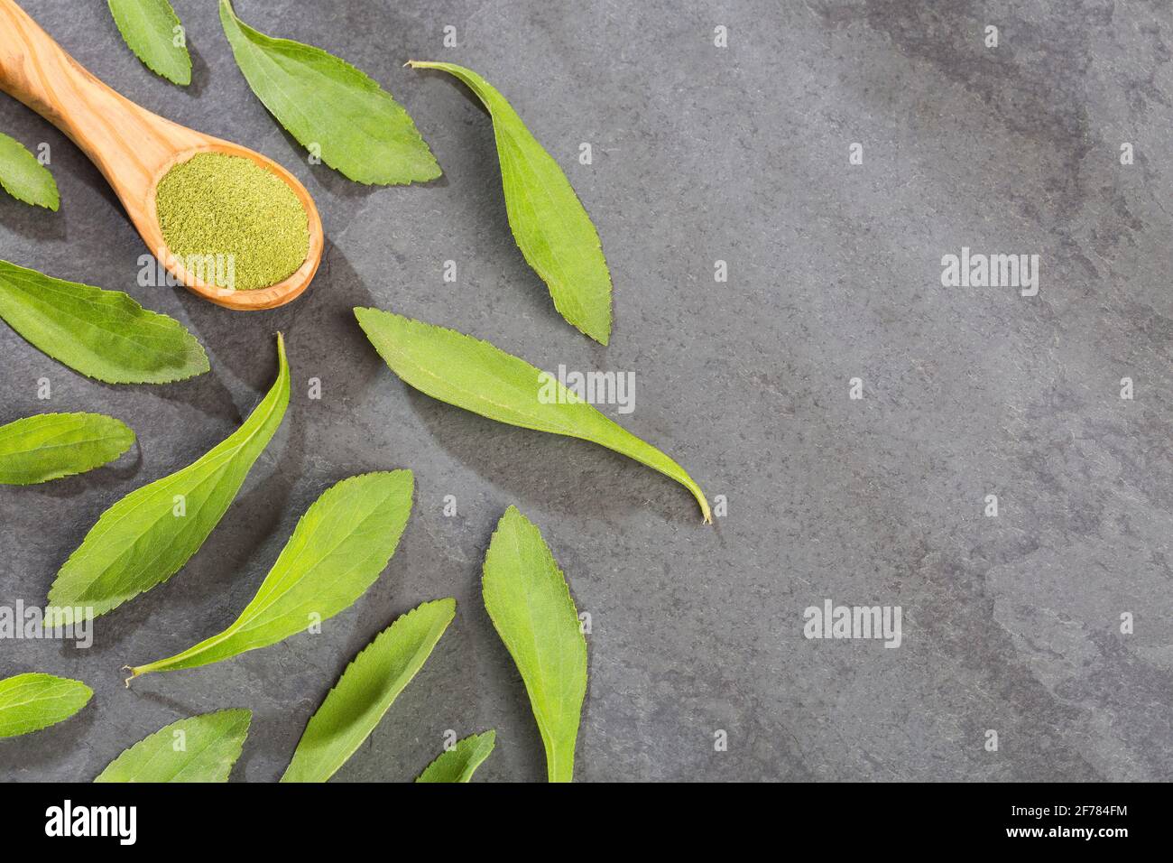 Natural sweetener in powder from stevia plant - Stevia rebaudiana Stock ...